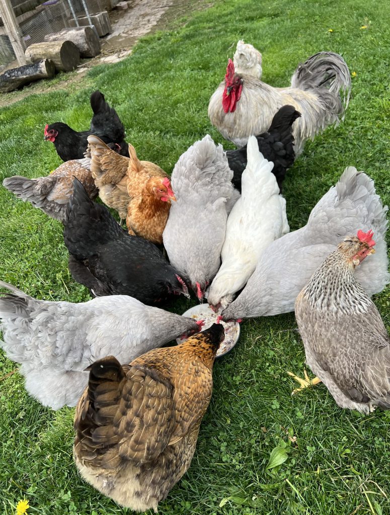 Egg-stravagant solution? Raising chickens unlikely to ease burden on ...